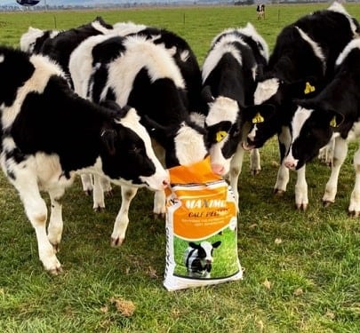 Maximize Calf Pellets | Calf Nutrition | DBC Products