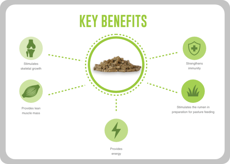 Maximize Calf Pellets | Calf Nutrition | DBC Products